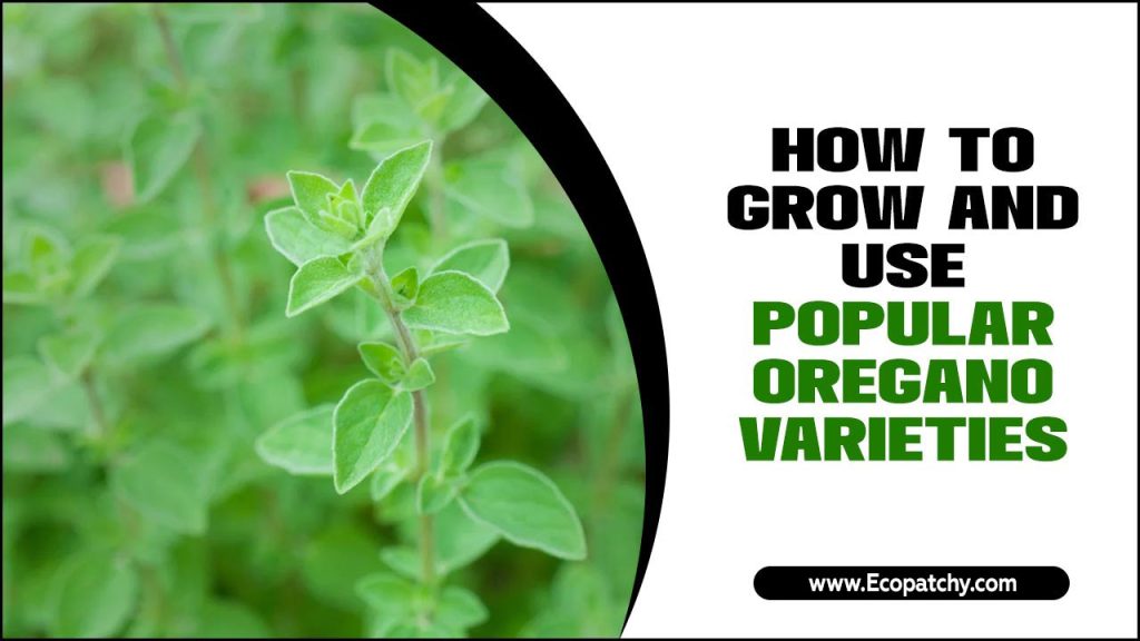 How To Grow And Use Popular Oregano Varieties - Expert Guide