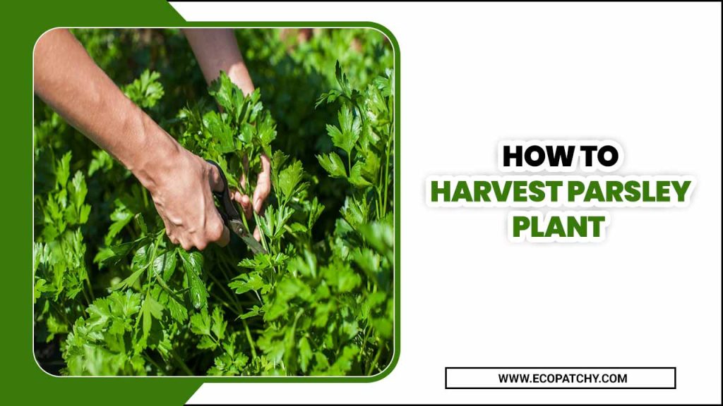 How To Harvest Parsley Plant - Green Thumb Guide