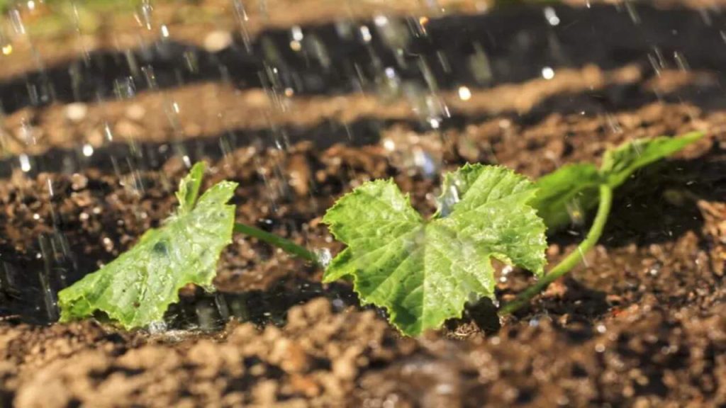 How To Grow Zucchini In A Greenhouse: 5 Quick and Easy Ways