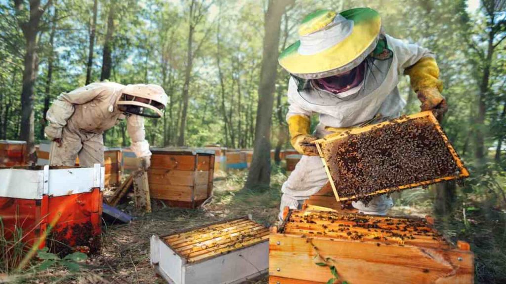 Can You Keep Bees In A Greenhouse: In 5 Easy Process